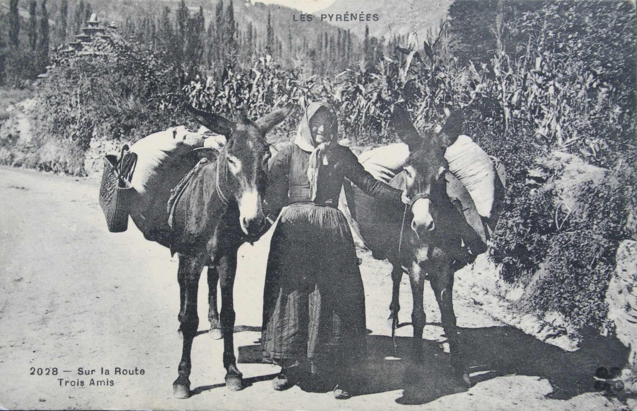 L’historique et la conservation – Ânes et Mulets des Pyrénées
